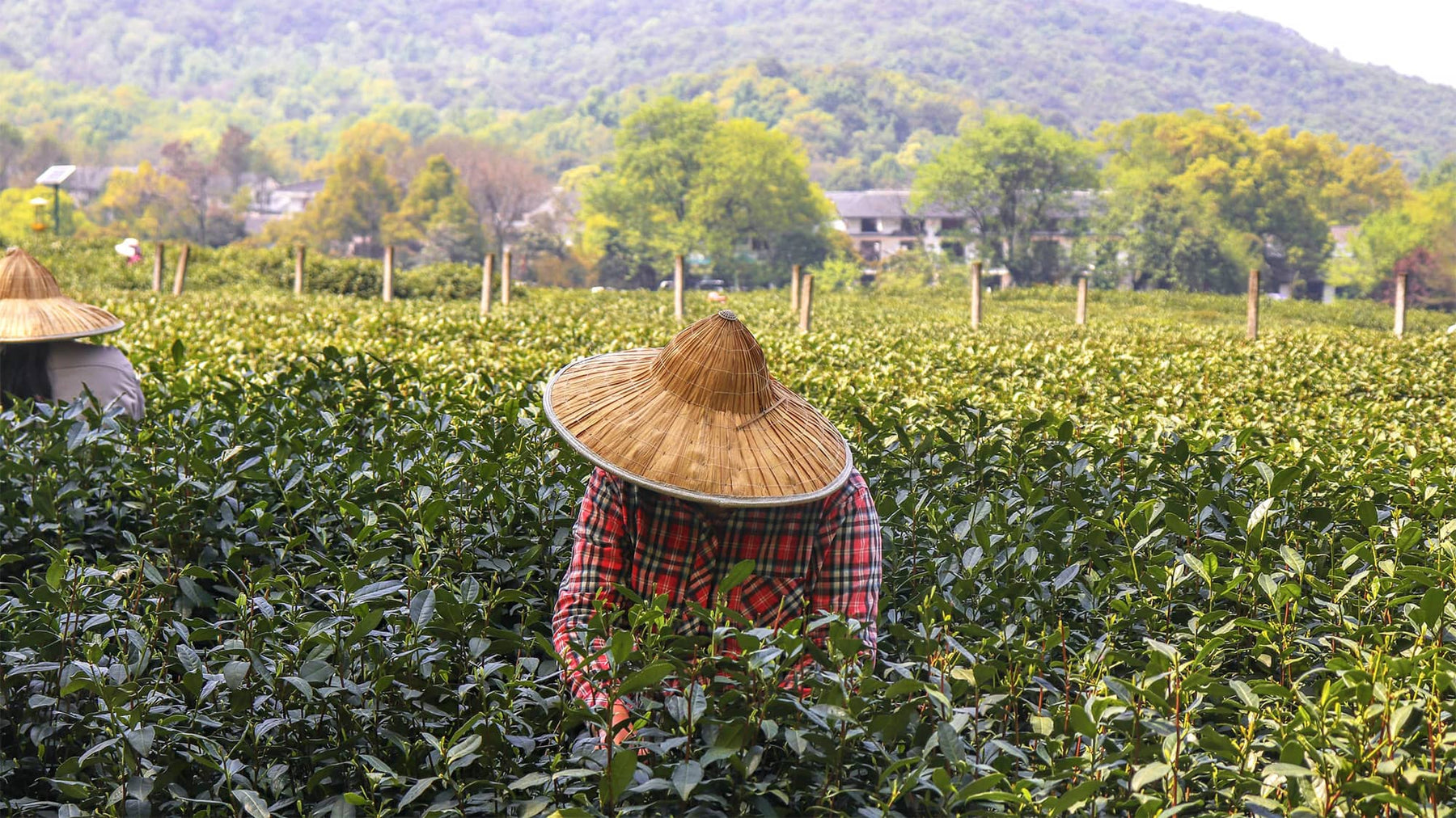 CHICHATEA: Premium Chinese Tea for Health - Authentic & Convenient